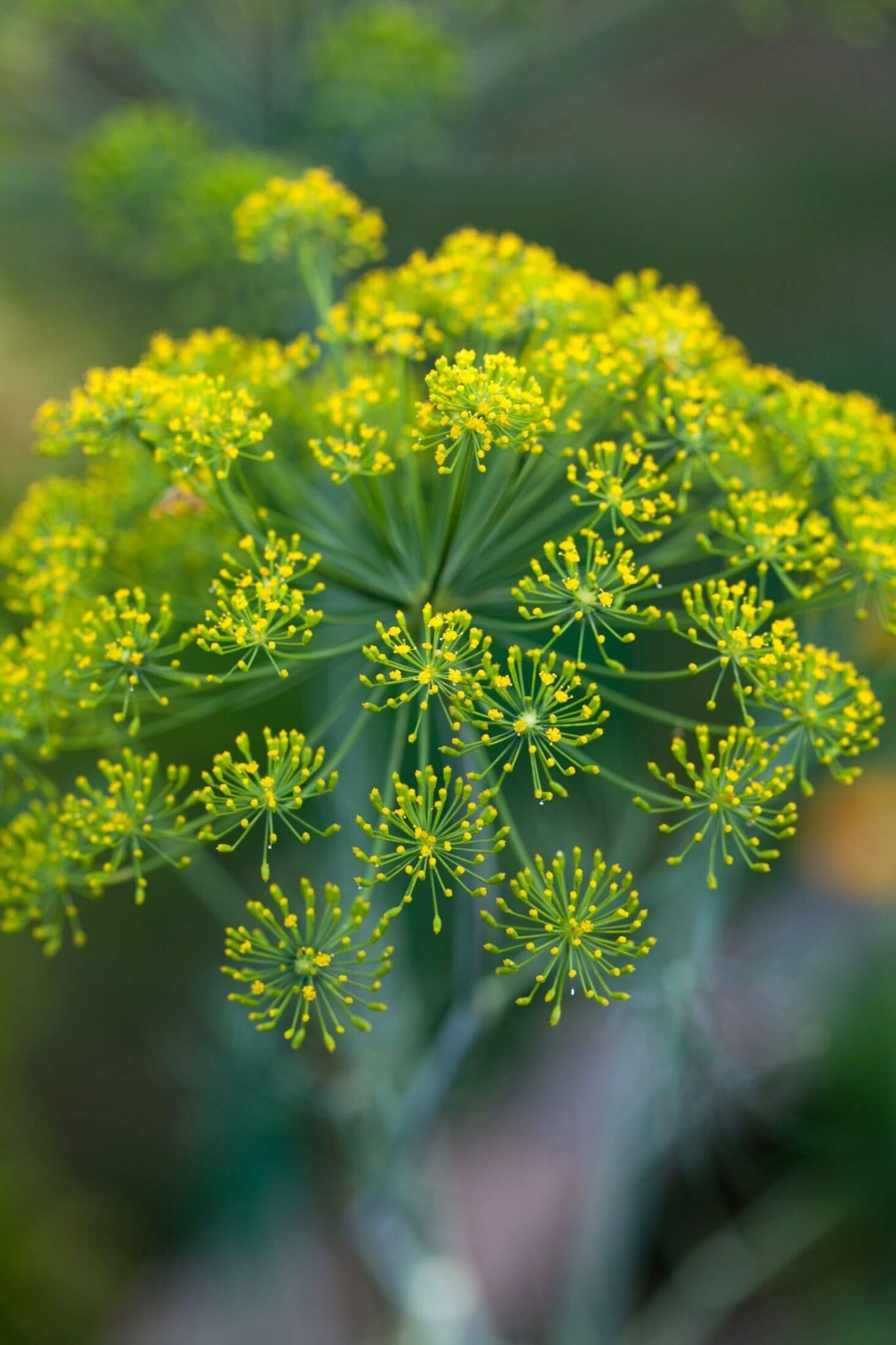 How To Dry Dill | Boreal Bloom Homestead