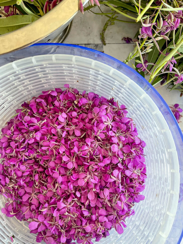 Easy Fireweed Jelly Recipe | Boreal Bloom Homestead