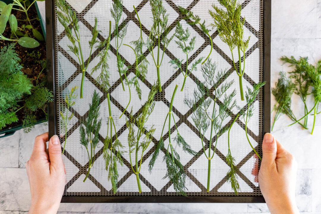 How To Harvest Dill Without Killing The Plant | Boreal Bloom Homestead