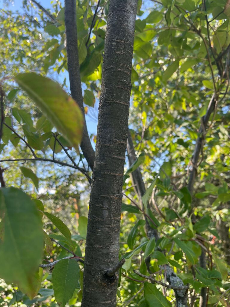 Pin Cherry Jelly | Boreal Bloom Homestead