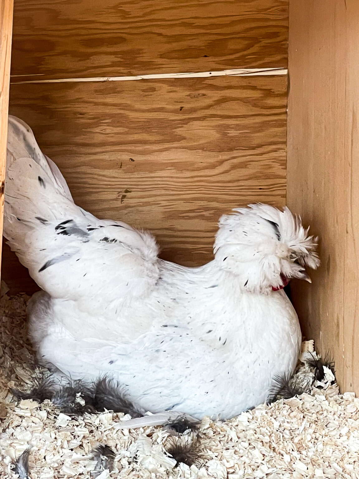 When And How To Wash Fresh Eggs | Boreal Bloom Homestead