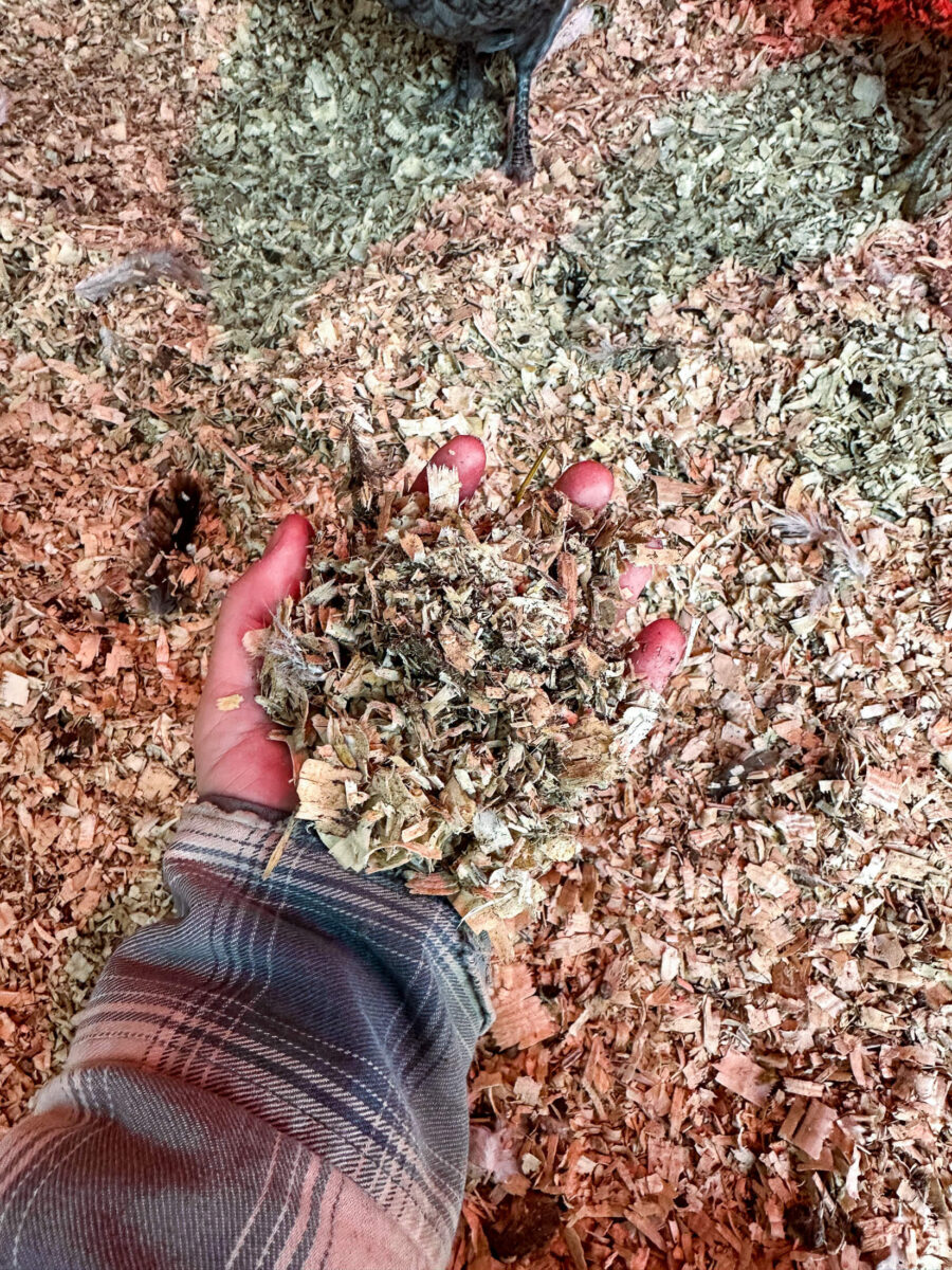 Chicken Coop Tour {Photos + Video} | Boreal Bloom Homestead