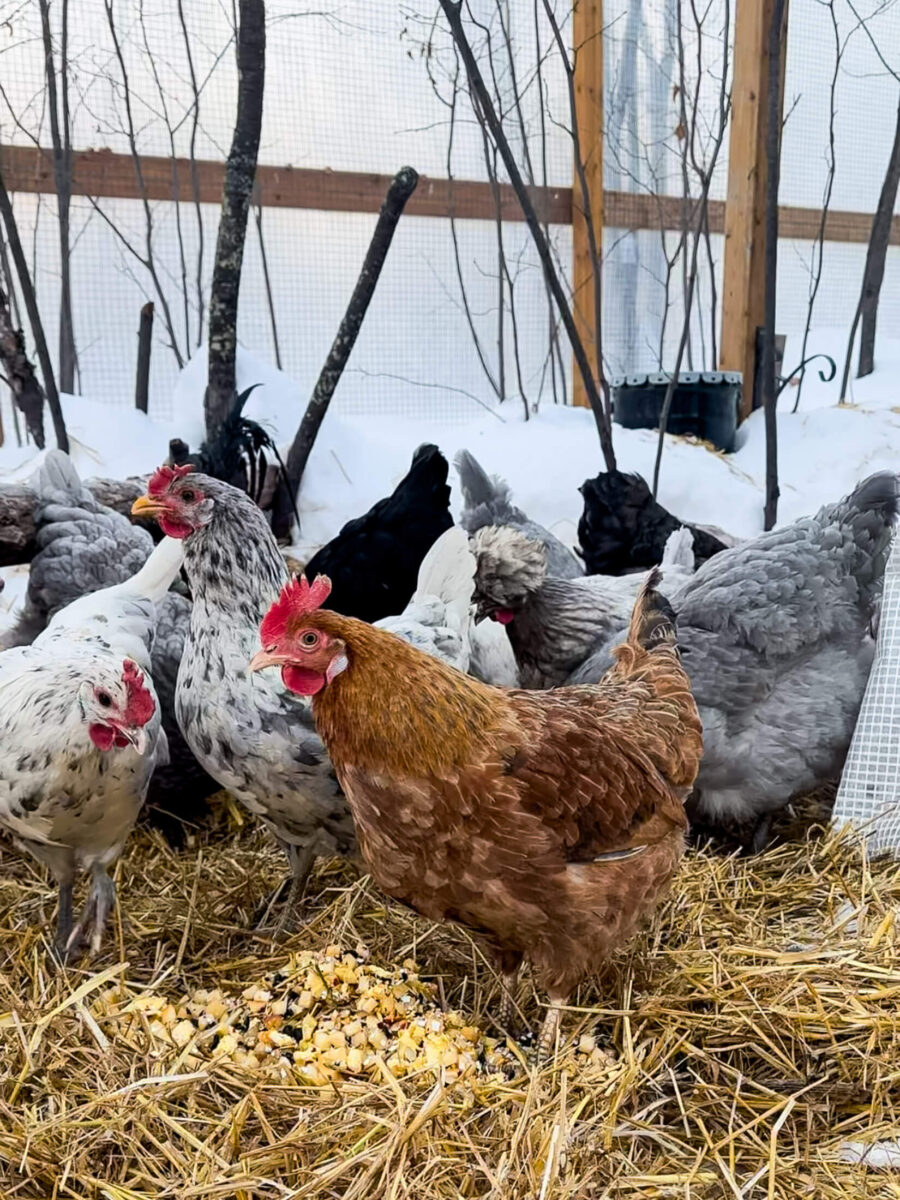 Can Chickens Eat Mango? Yup! | Boreal Bloom Homestead