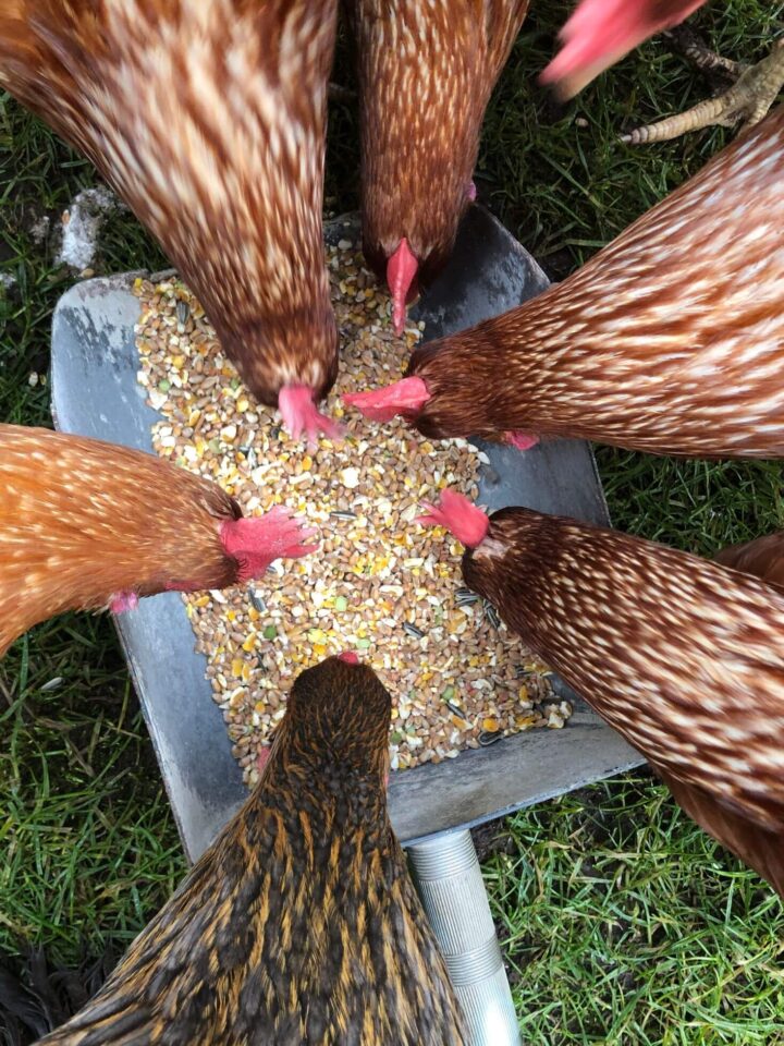 Can Chickens Eat Broccoli?? | Boreal Bloom Homestead