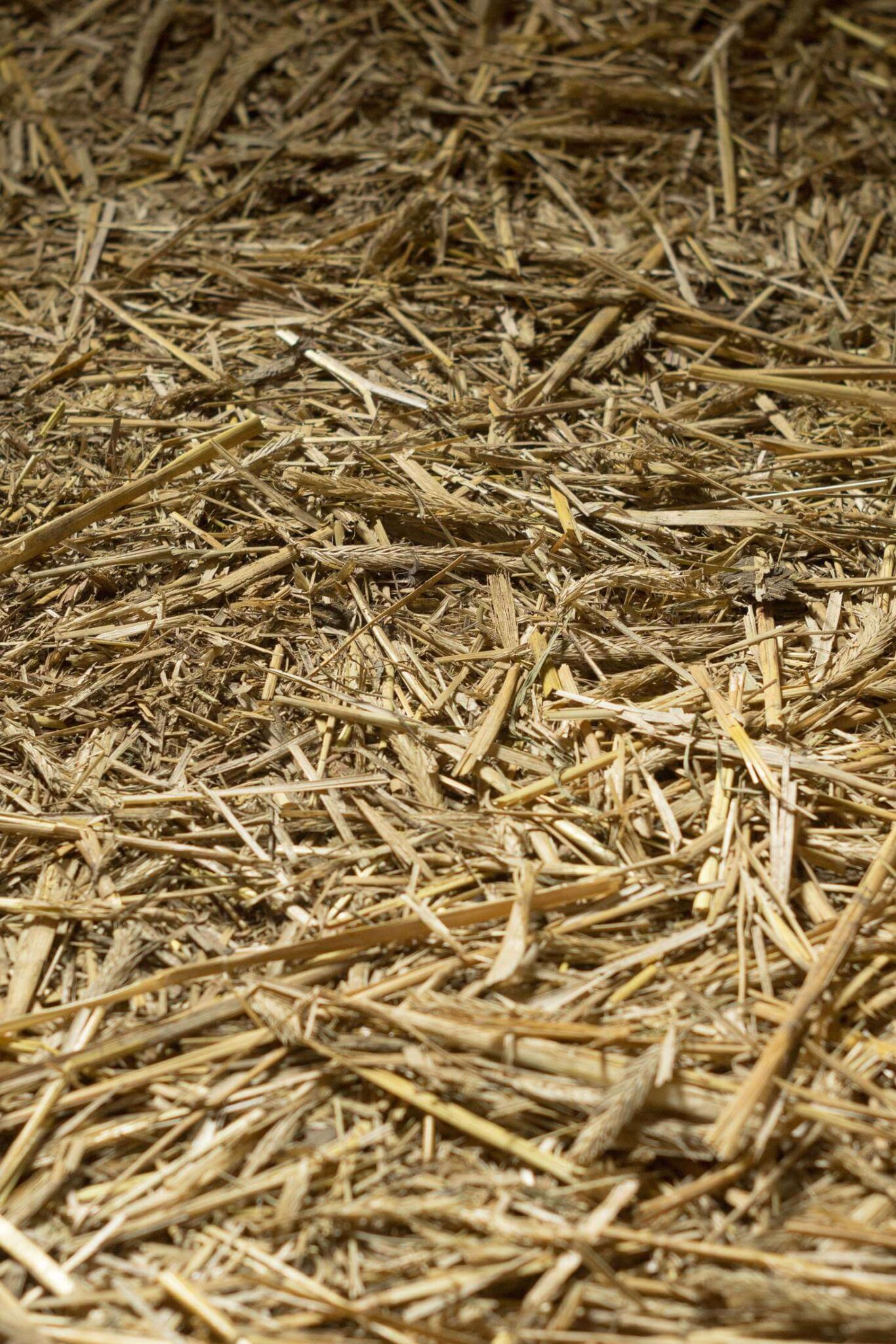 Deep Litter Bedding For Easier Chicken Keeping | Boreal Bloom Homestead
