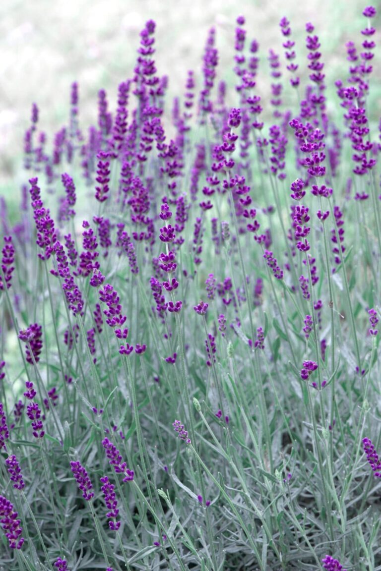 8 Best Lavender Companion Plants + 4 To Skip | Boreal Bloom Homestead