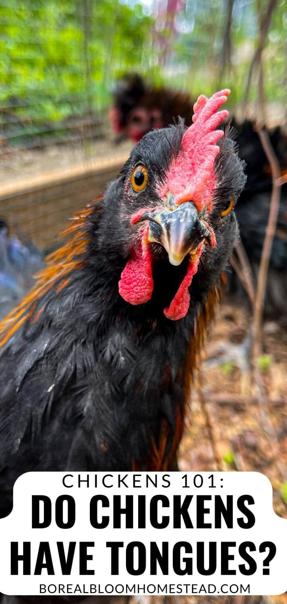 Do Chickens Have Tongues? | Boreal Bloom Homestead