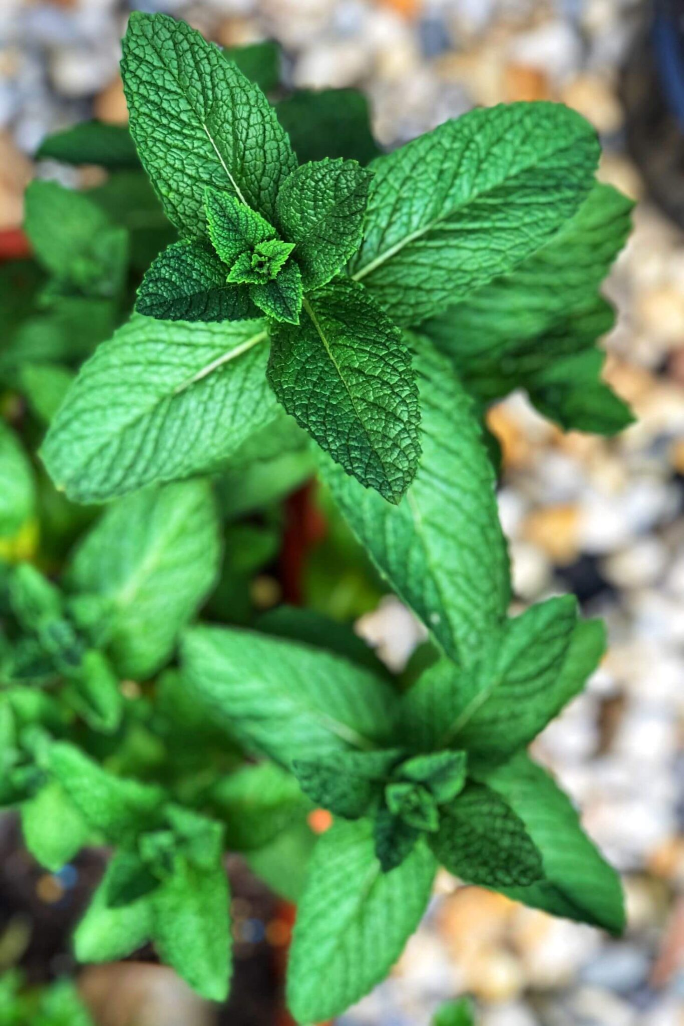 15 Great Mint Companion Plants + A Warning! | Boreal Bloom Homestead