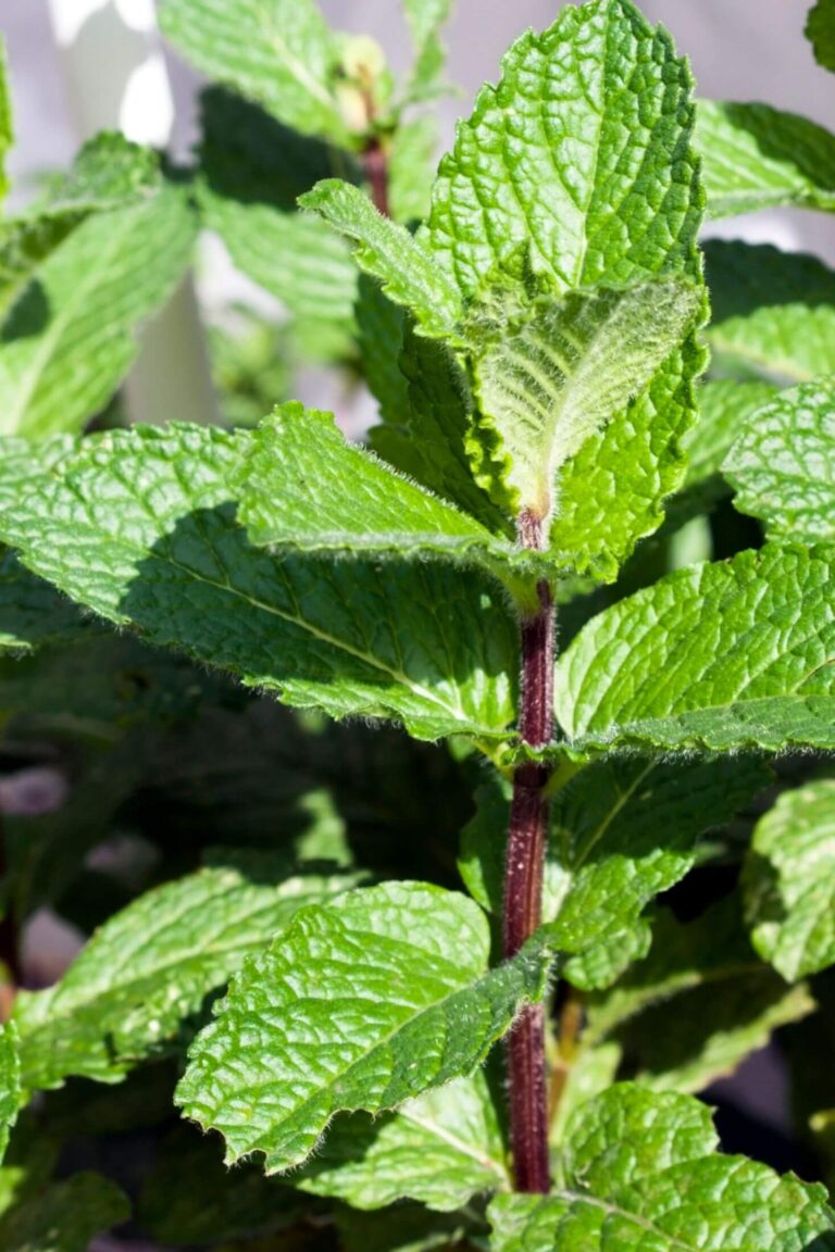 15 Great Mint Companion Plants + A Warning! | Boreal Bloom Homestead