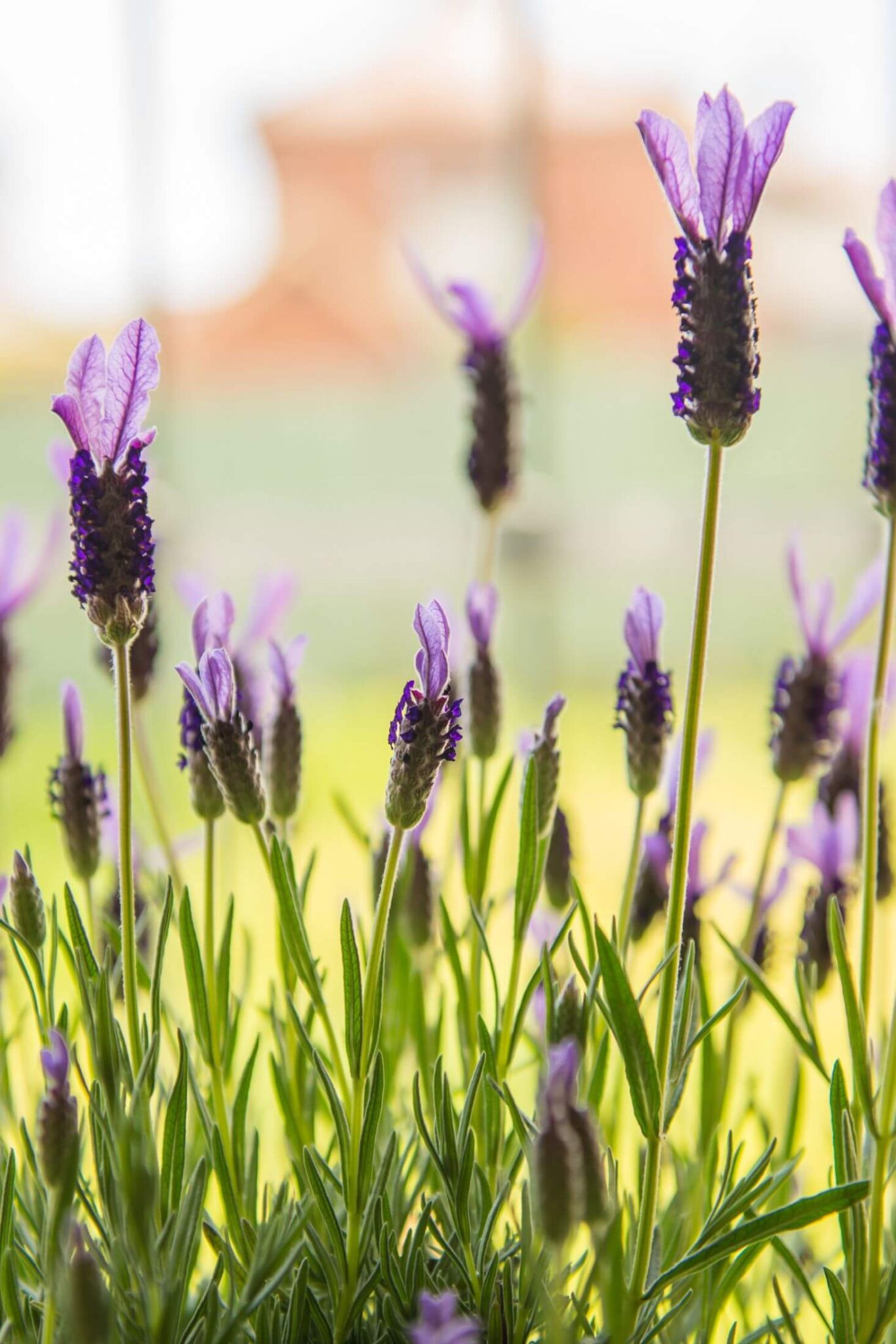 8 Best Lavender Companion Plants + 4 To Skip | Boreal Bloom Homestead