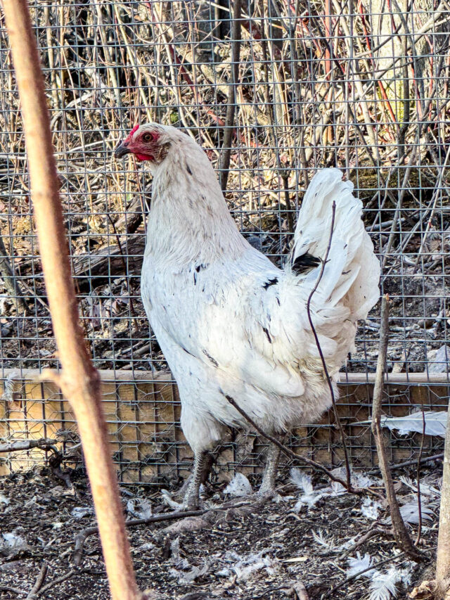 Whiting True Blue {A Flock Must Have!} | Boreal Bloom Homestead