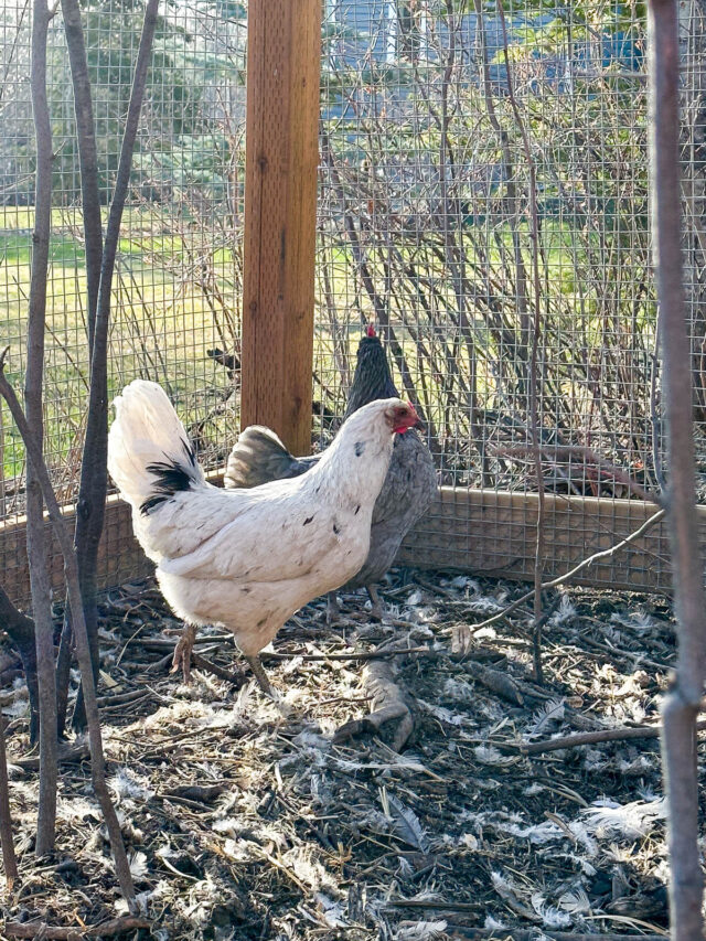 Whiting True Blue {A Flock Must Have!} | Boreal Bloom Homestead