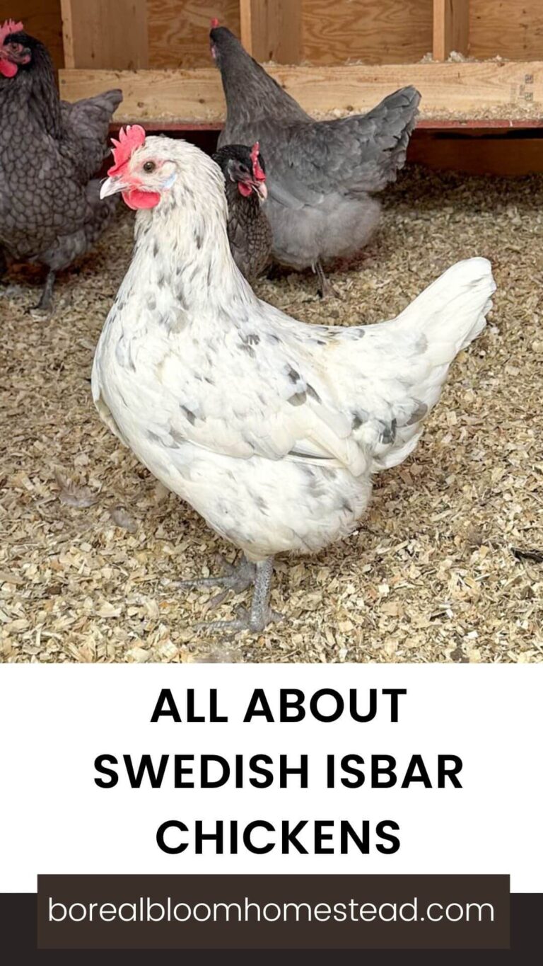 All About Isbar Chickens (Silverudd's Blue) | Boreal Bloom Homestead