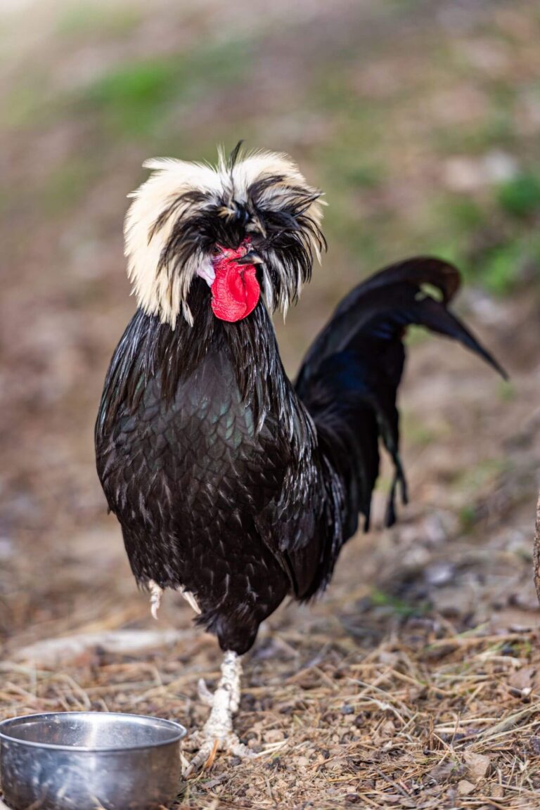 13 Gorgeous Black And White Chickens (With Pictures!) | Boreal Bloom ...