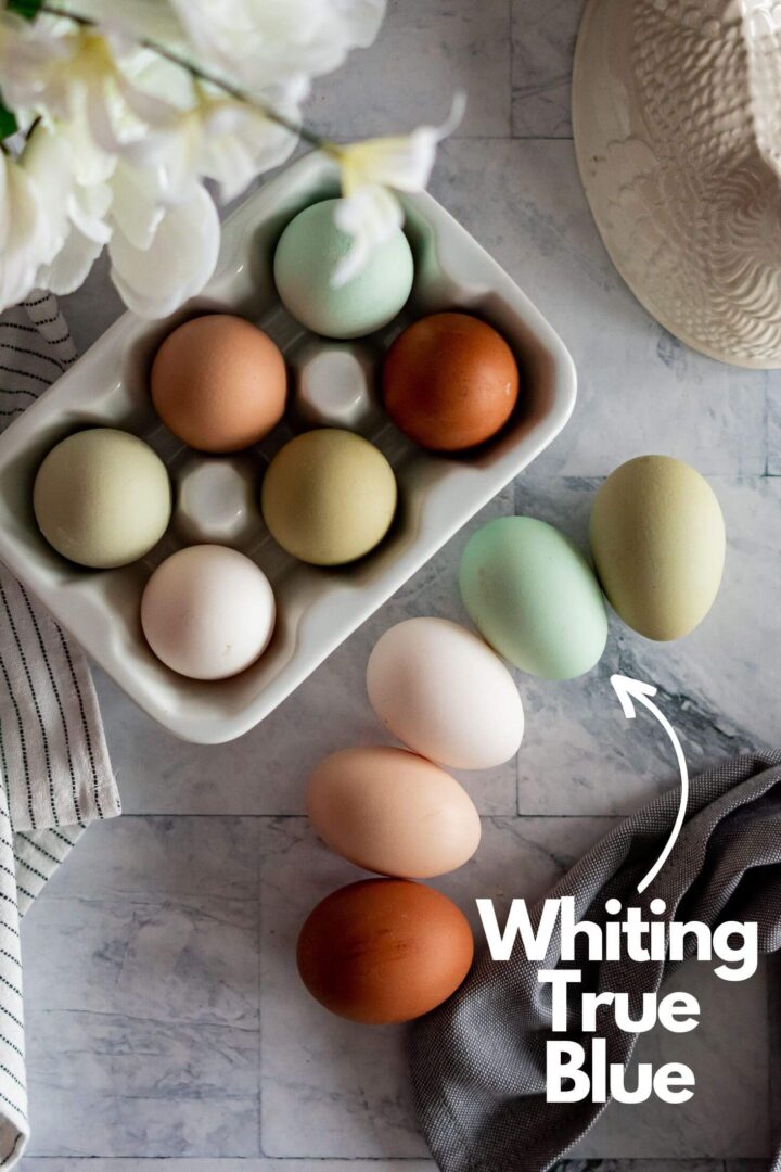 Whiting True Blue {A Flock Must Have!} | Boreal Bloom Homestead