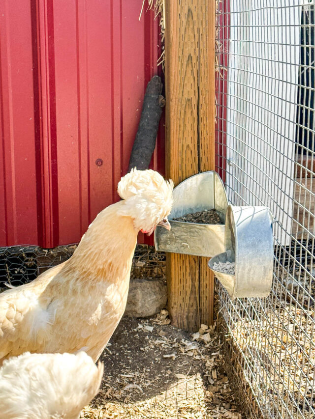 Your Chickens Need Grit - Here's Why | Boreal Bloom Homestead