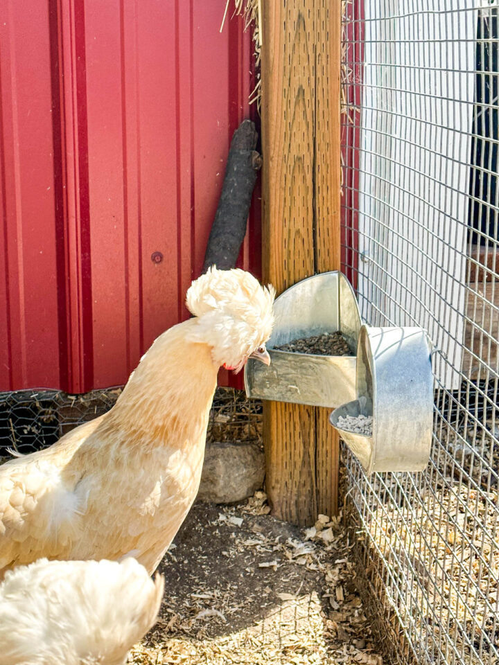 Your Chickens Need Grit - Here's Why | Boreal Bloom Homestead