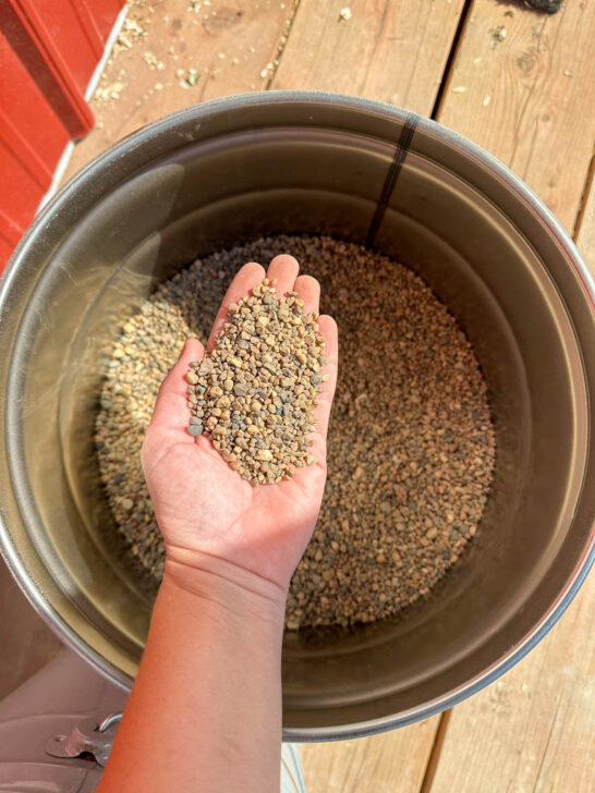 Your Chickens Need Grit - Here's Why | Boreal Bloom Homestead
