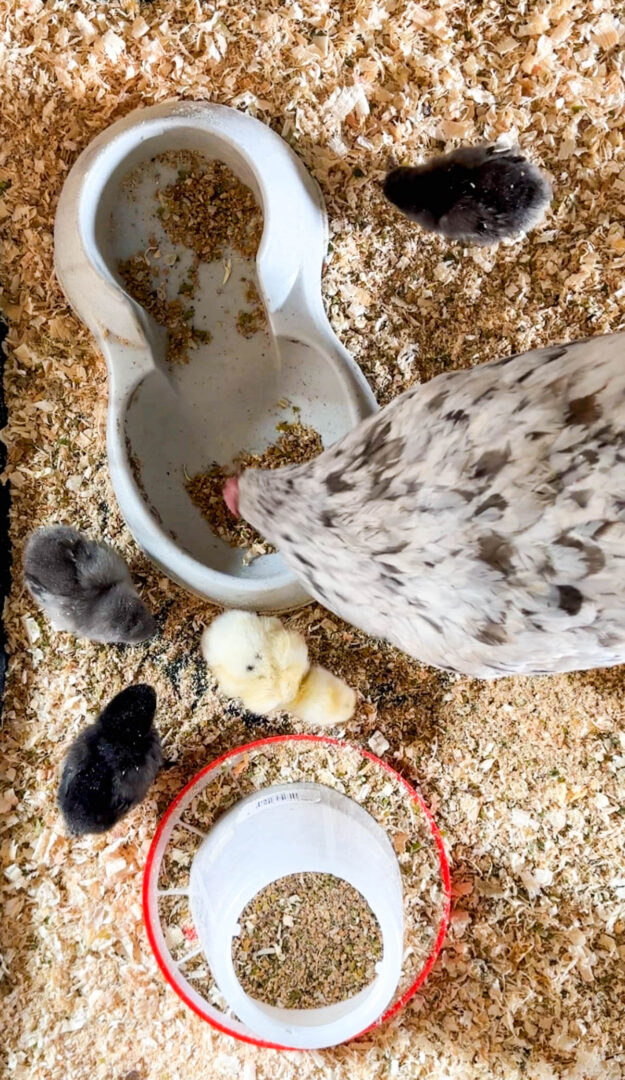 Olive Egger | Boreal Bloom Homestead
