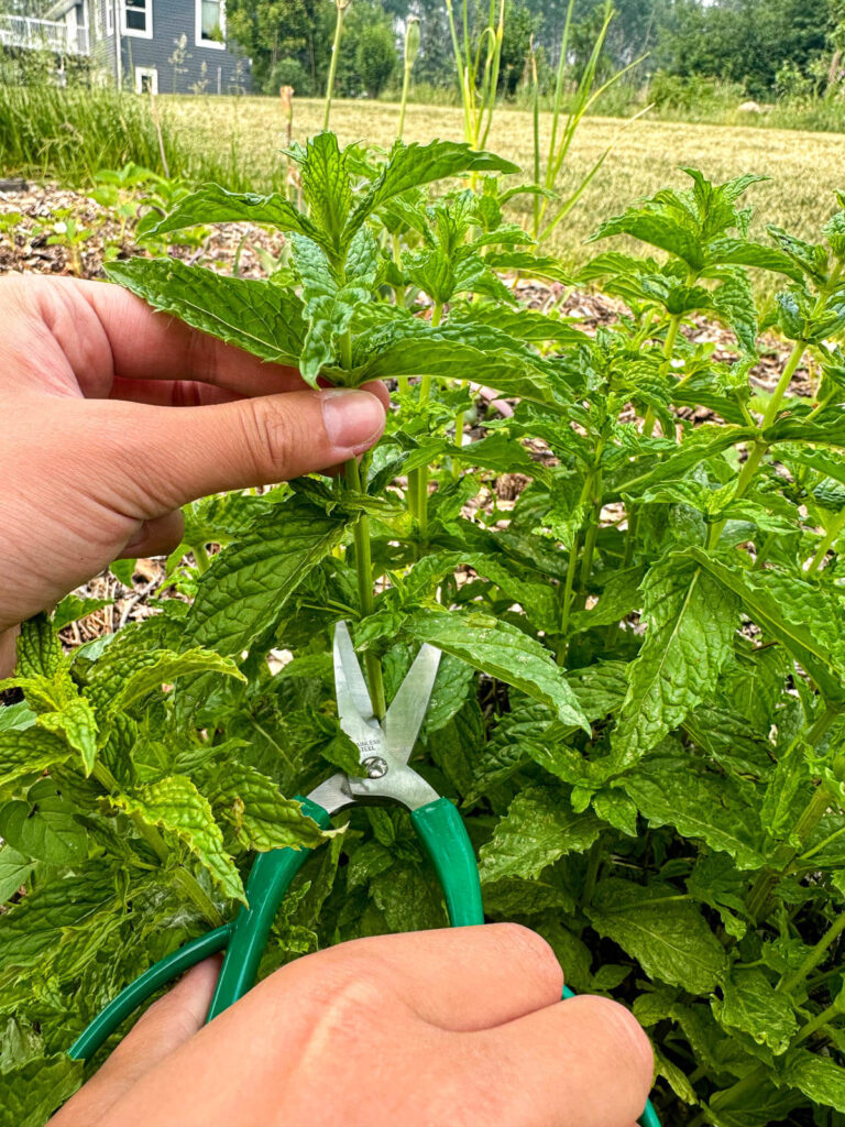 How To Harvest Mint For Best Results | Boreal Bloom Homestead
