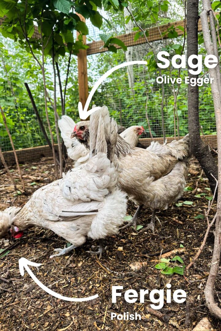 Chicken Math How To Do Arithmechick Fowlgebra Boreal Bloom Homestead