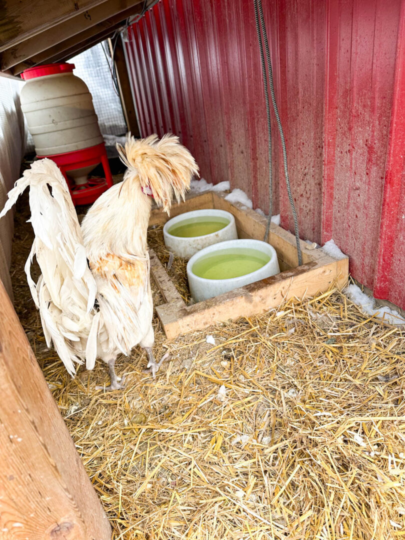 7 Ways to Keep Chickens' Water From Freezing | Boreal Bloom Homestead