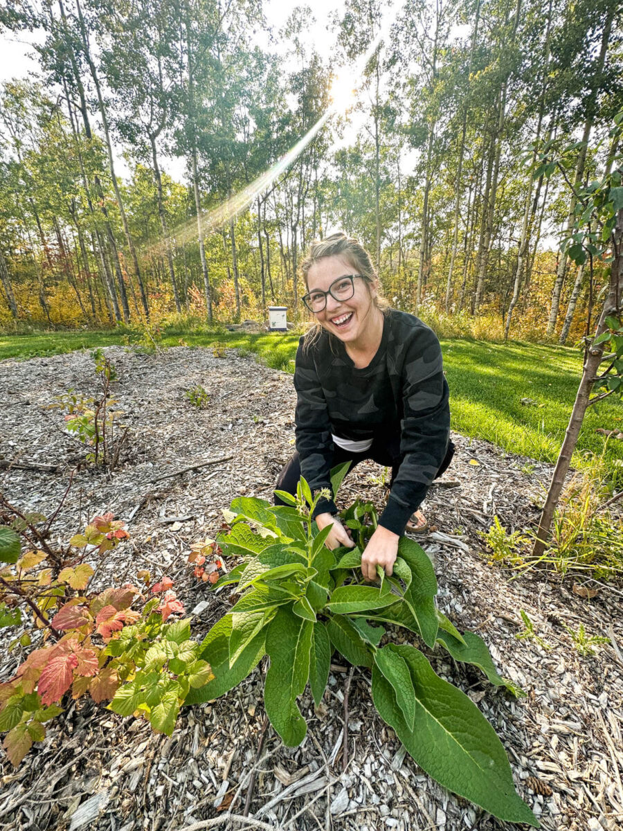 Tallow Lip Balm Recipe { Only 3 Ingredients} | Boreal Bloom Homestead