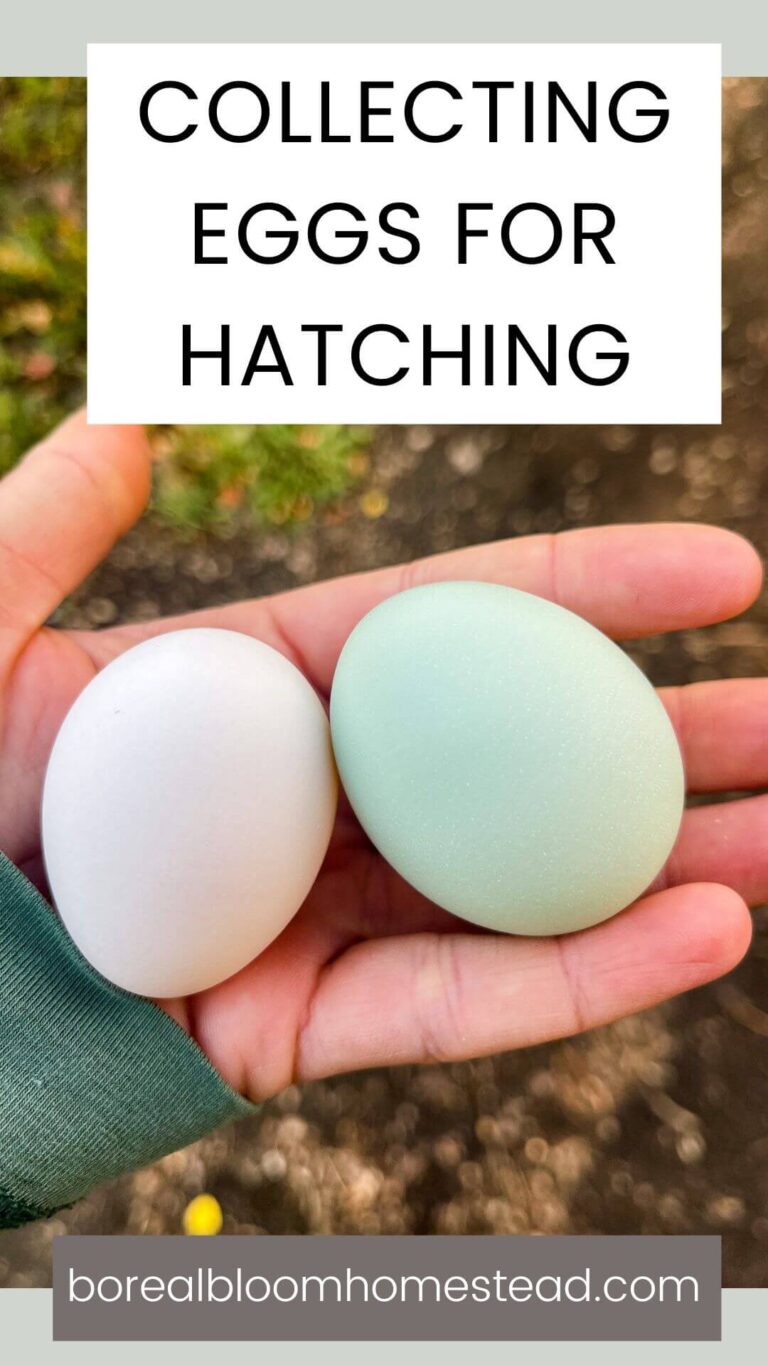 Collecting Chicken Eggs For Hatching | Boreal Bloom Homestead