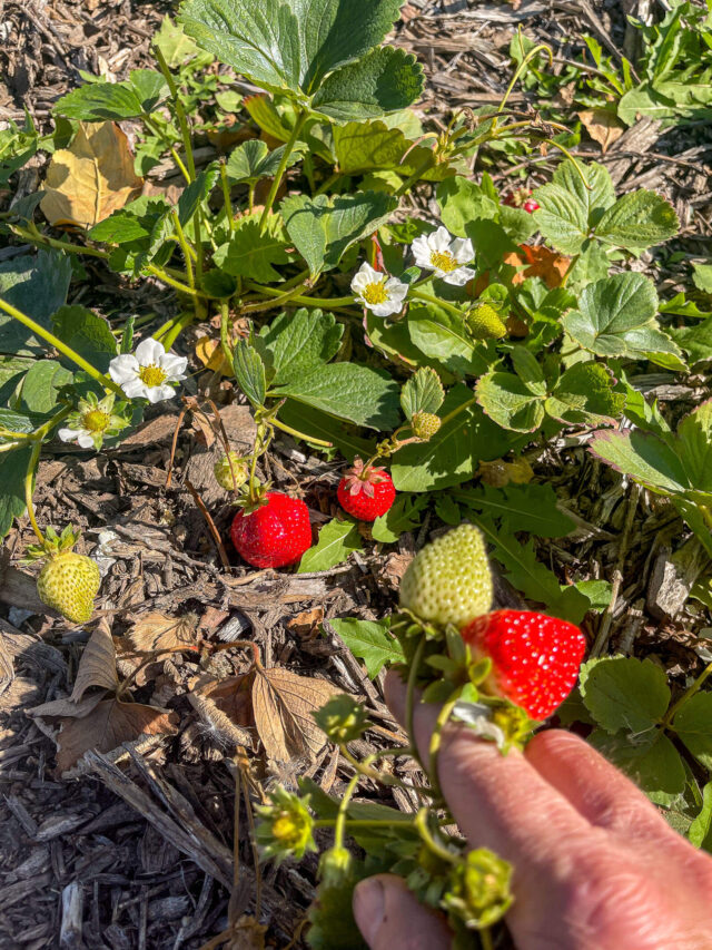 Planting A Strawberry Patch For Fresh Berries All Season | Boreal Bloom ...