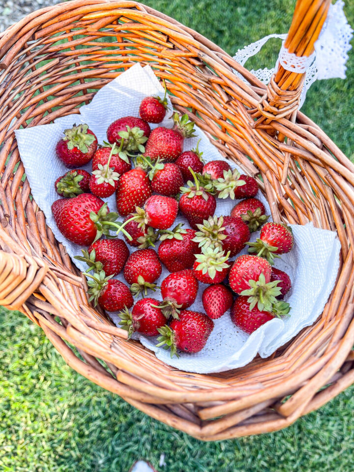Planting A Strawberry Patch For Fresh Berries All Season | Boreal Bloom ...