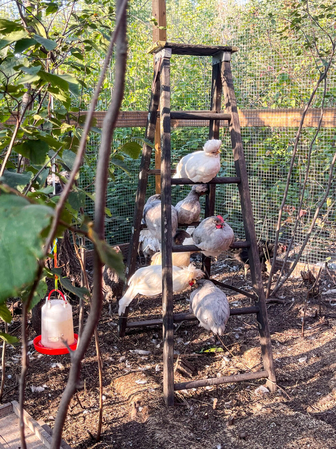 Chicken Roosting Bars | Boreal Bloom Homestead