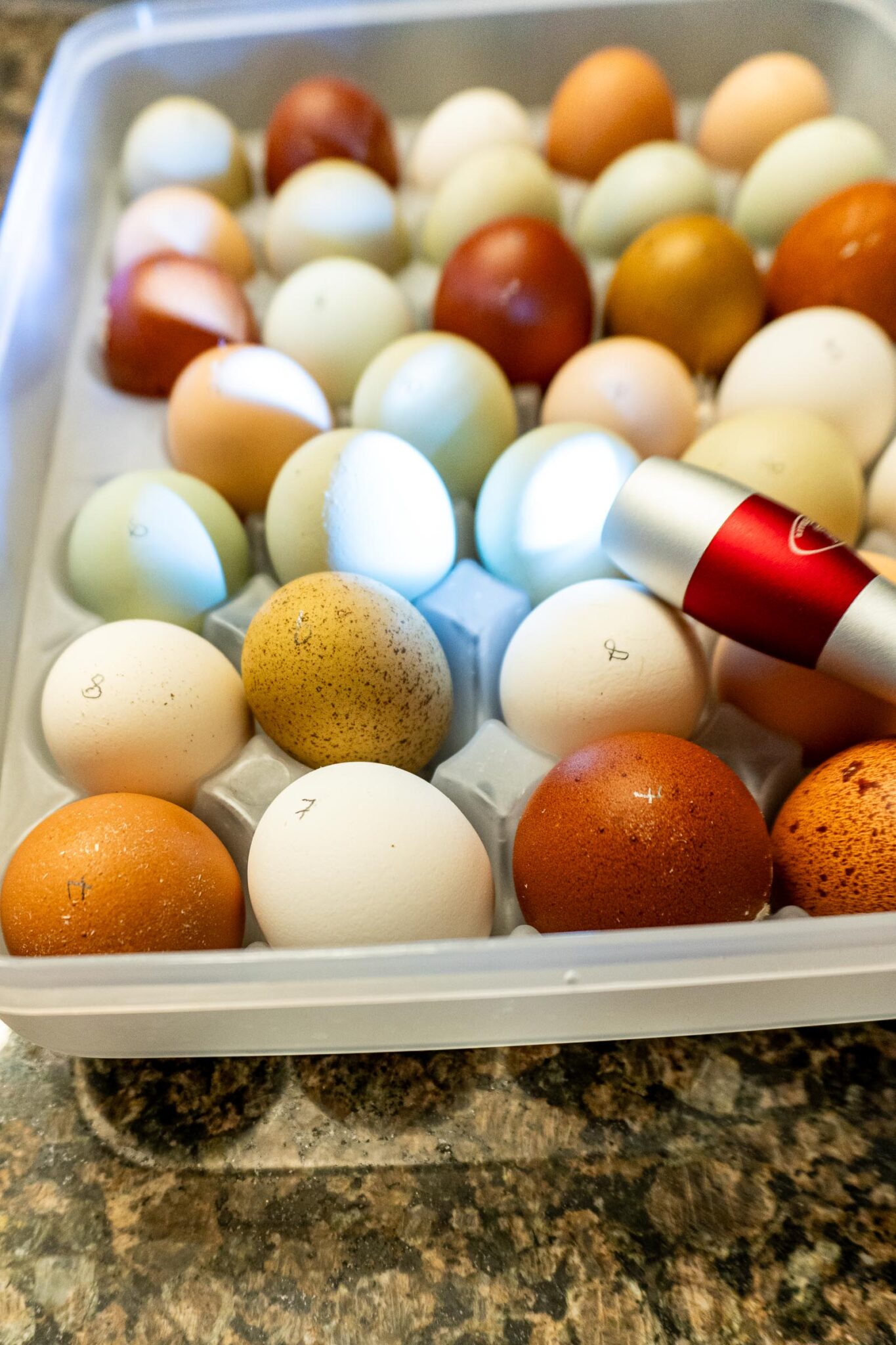 Candling Eggs For A Successful Hatch | Boreal Bloom Homestead