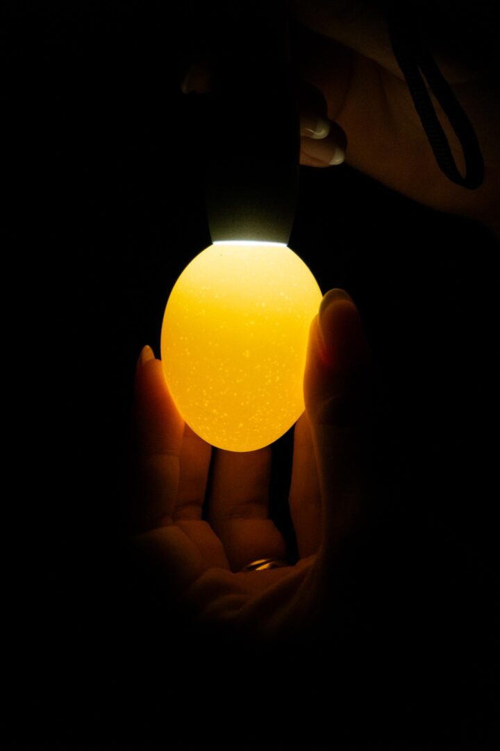 Candling Eggs For A Successful Hatch | Boreal Bloom Homestead