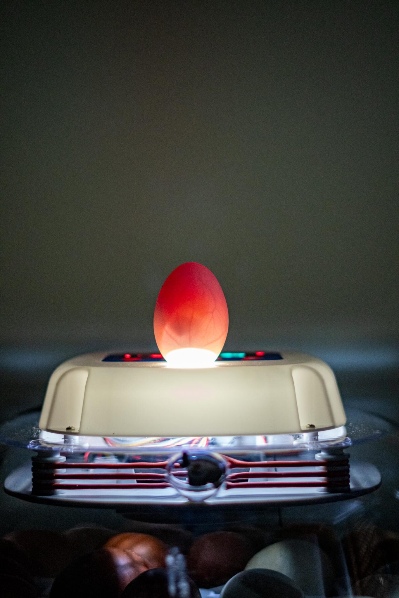 Candling Eggs For A Successful Hatch | Boreal Bloom Homestead