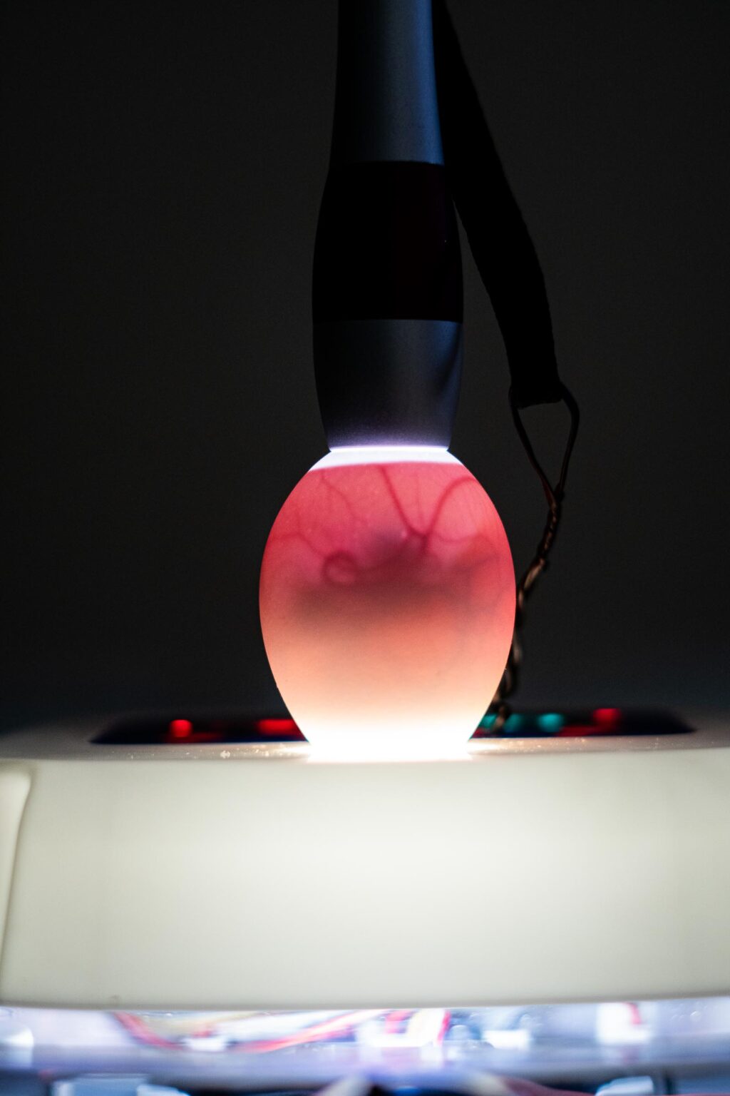 Candling Eggs For A Successful Hatch | Boreal Bloom Homestead