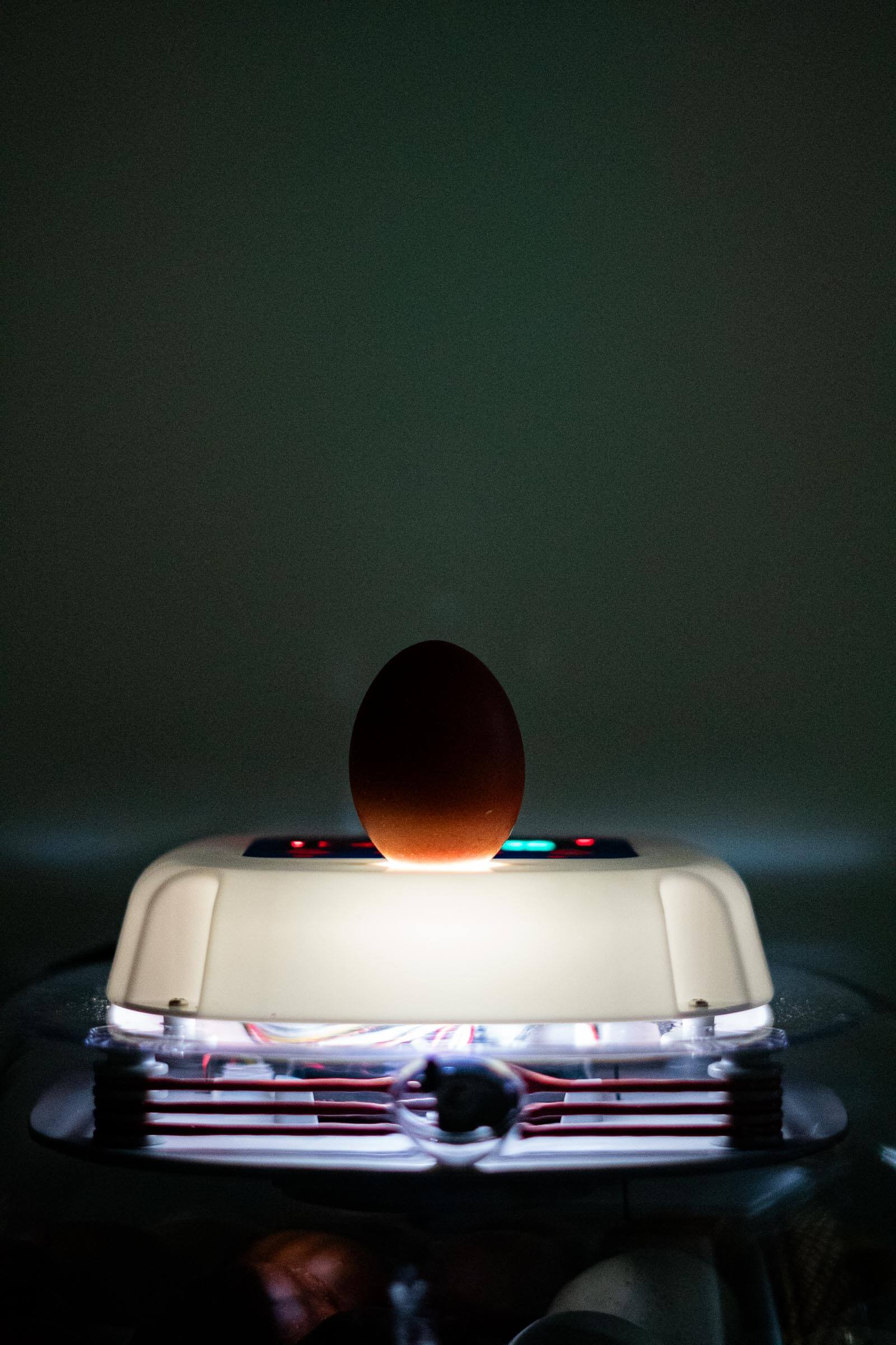 Candling Eggs For A Successful Hatch | Boreal Bloom Homestead