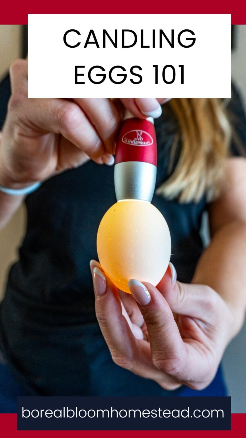 Candling Eggs For A Successful Hatch | Boreal Bloom Homestead