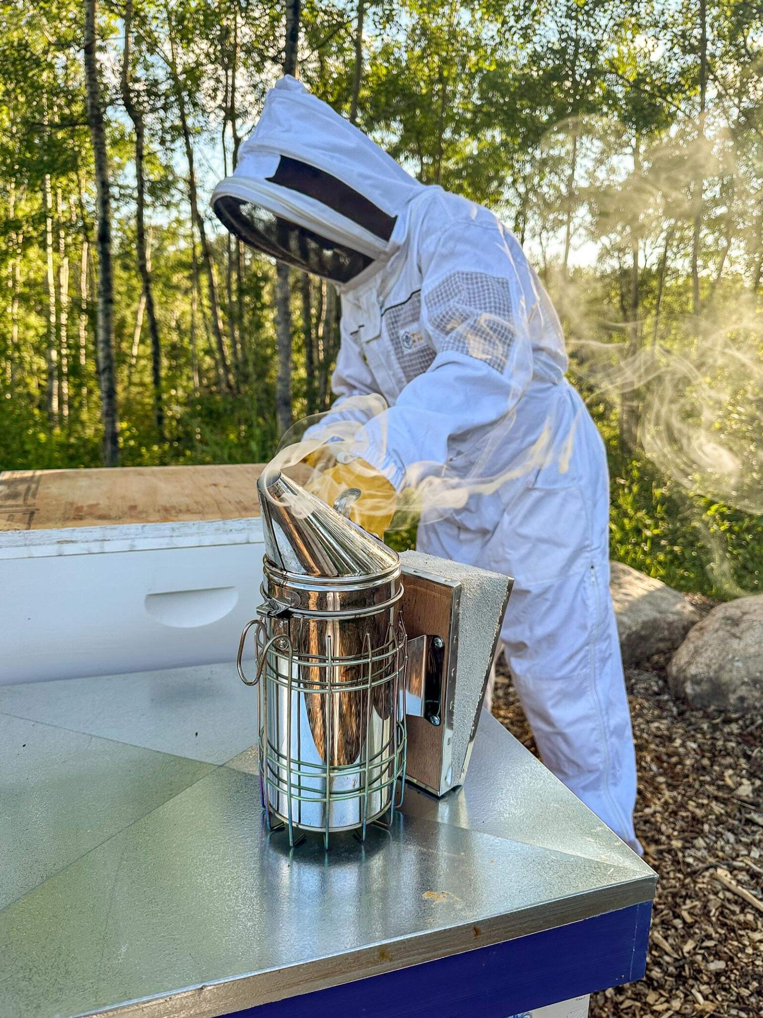 Harvesting Honey For Beginners {Step By Step Guide With Photos ...