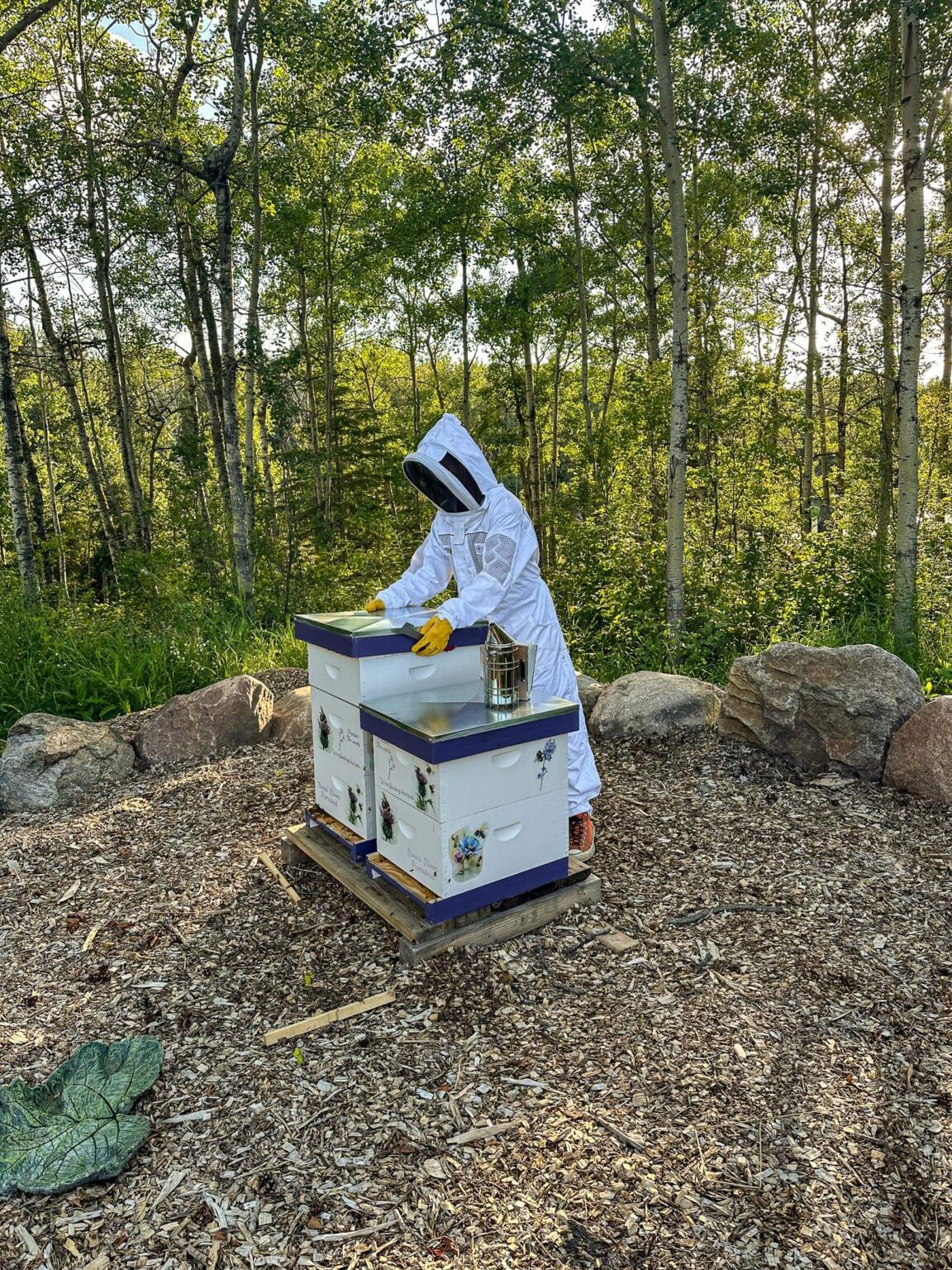How To Start Beekeeping | Boreal Bloom Homestead
