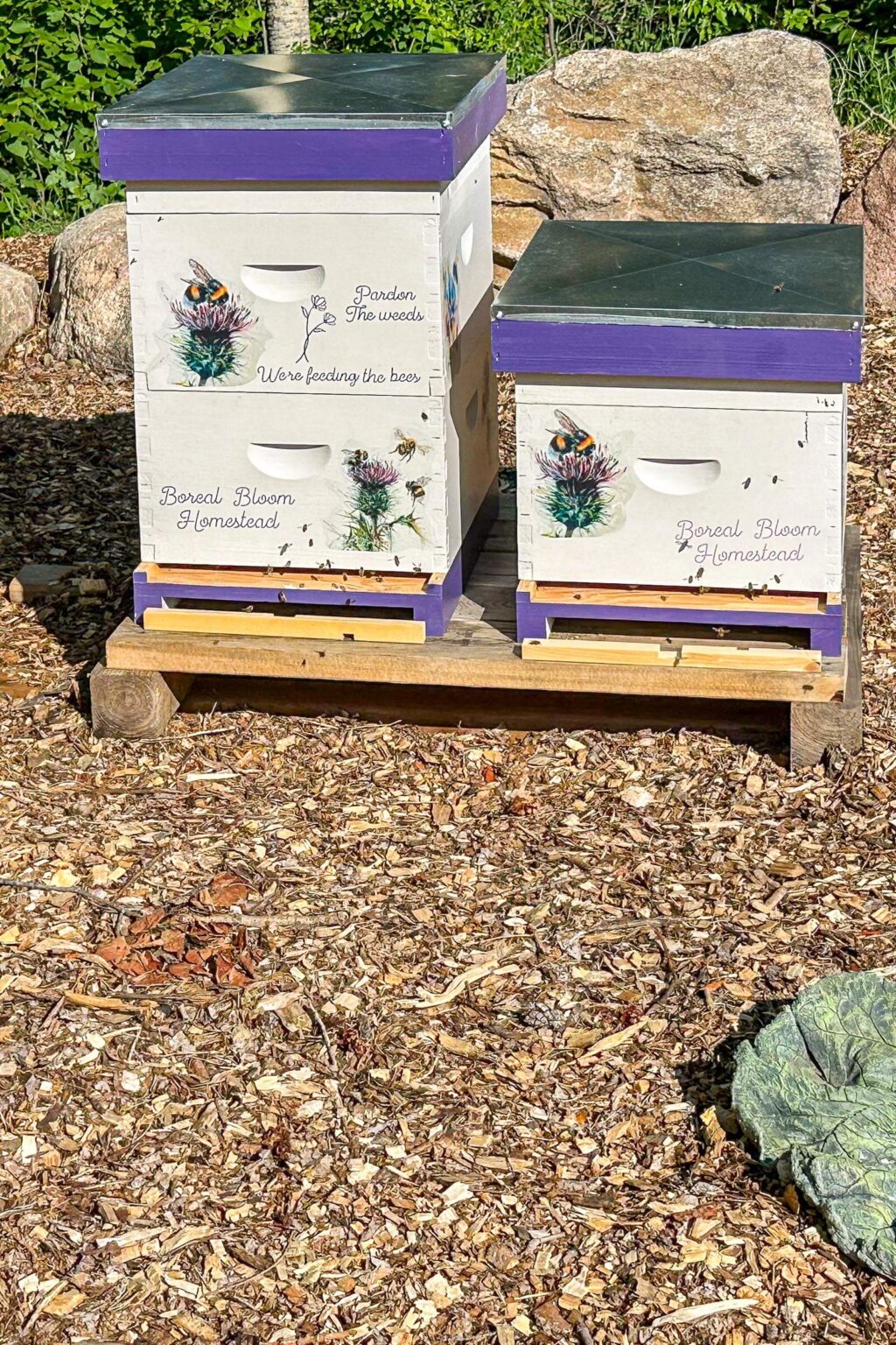 How To Start Beekeeping | Boreal Bloom Homestead
