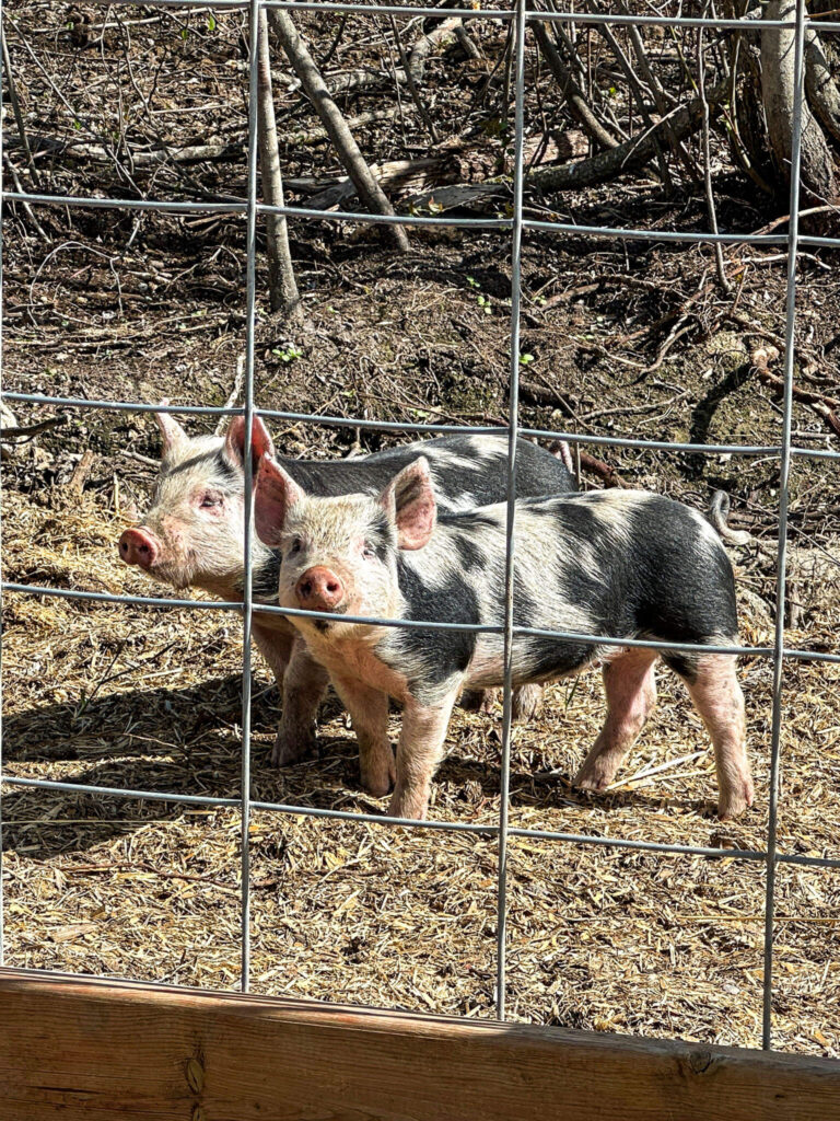 Raising Pigs For Meat | Boreal Bloom Homestead