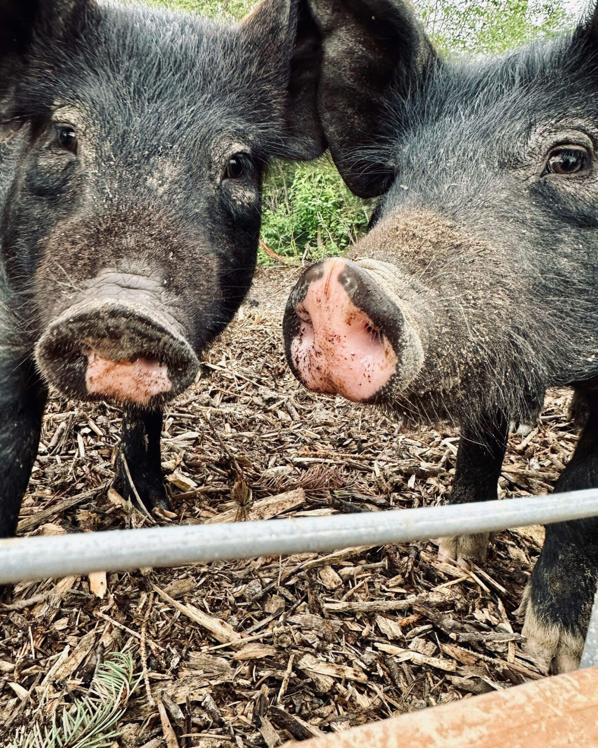 Raising Pigs For Meat | Boreal Bloom Homestead