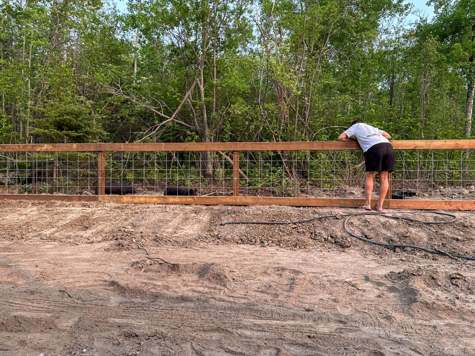 Building A Silvopasture For Homestead Pigs | Boreal Bloom Homestead