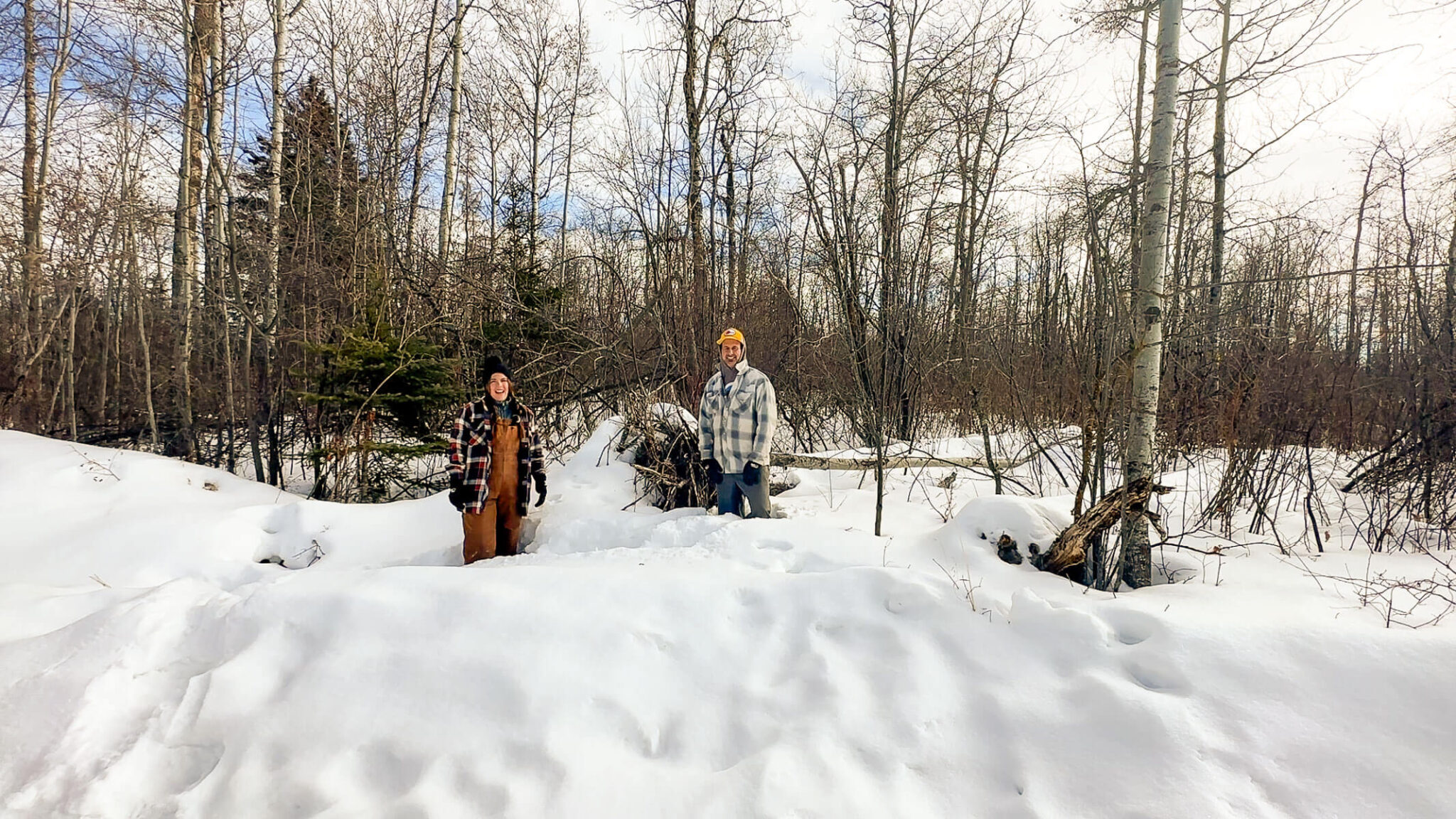 Building A Silvopasture For Homestead Pigs | Boreal Bloom Homestead
