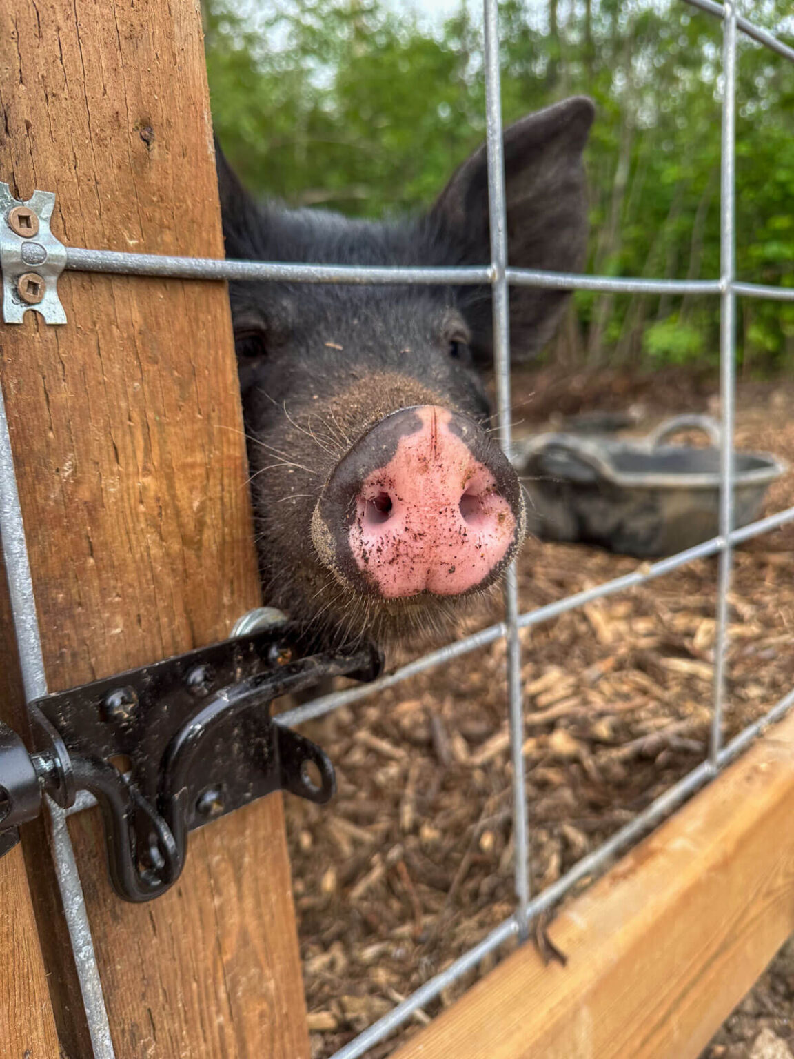 Building A Silvopasture For Homestead Pigs | Boreal Bloom Homestead