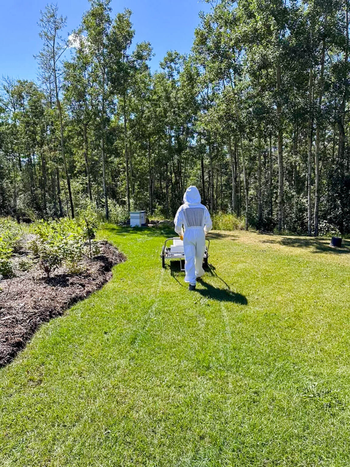 Harvesting Honey For Beginners {Step By Step Guide With Photos ...