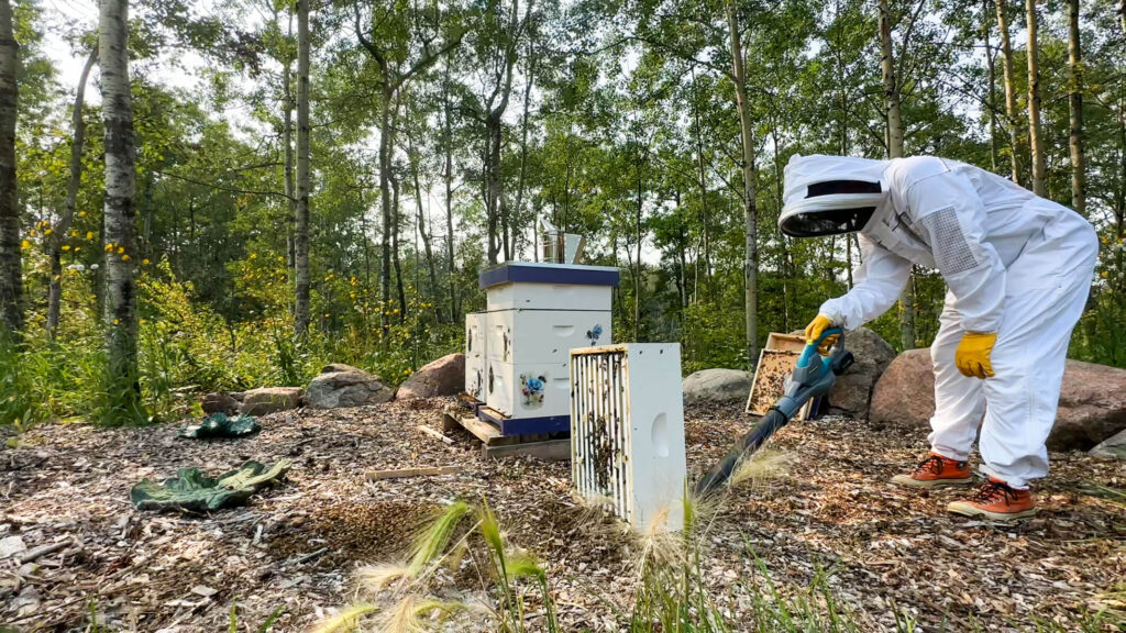 Harvesting Honey For Beginners {Step By Step Guide With Photos ...