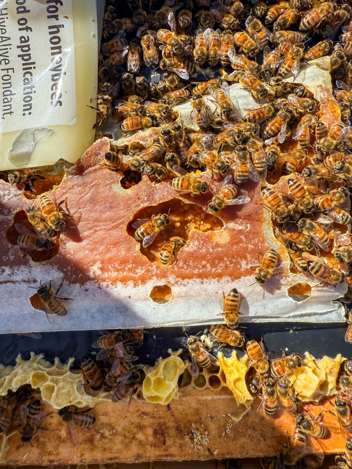 Harvesting Honey For Beginners {Step By Step Guide With Photos ...