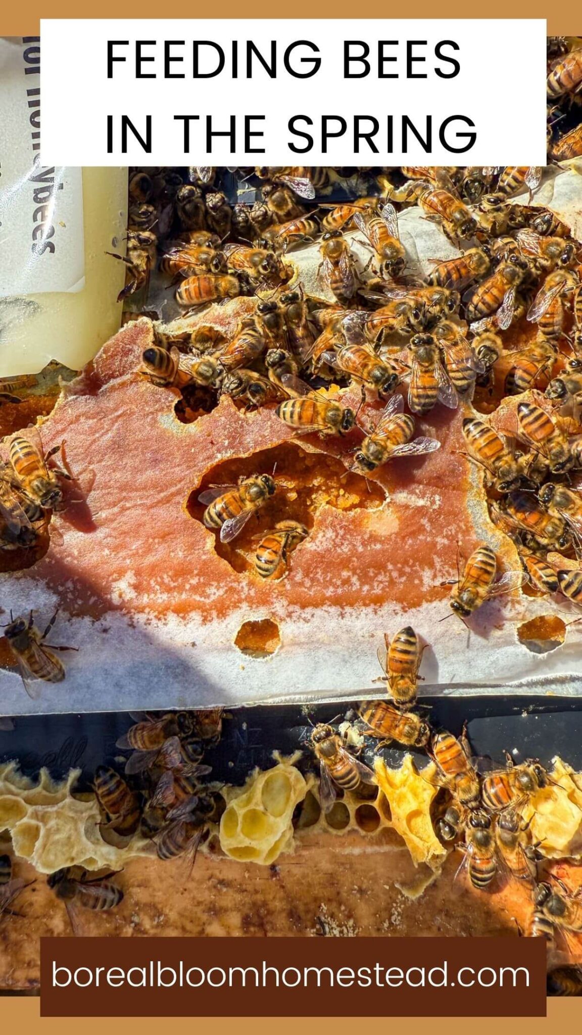 Feeding Bees In The Spring | Boreal Bloom Homestead